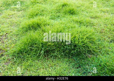Green grass field Stock Photo - Alamy