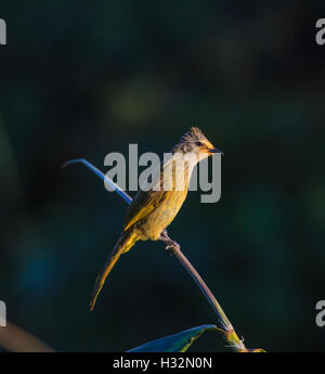 beautiful flavescent bulbul (Pycnonotus flavescens) in tropical forest ...