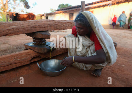 Tribal People extracting Mustard Oil using traditional method, NAGESIA ...