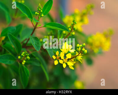 Golden Thryallis, Gold Shower, Shower of Gold, Rain of Gold, Galphimia glauca, or Thryallis ...