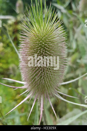Kardendistel Dipsacus Karde Weber-Karde sativus fullonum Stock Photo ...