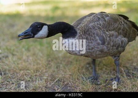 Canadian Goose honking Stock Photo - Alamy