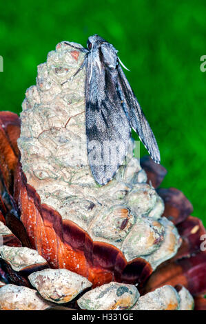 pine hawkmoth (Hyloicus pinastri, Sphinx pinastri), just hatched ...