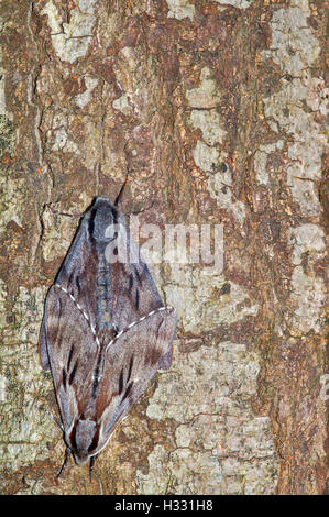 Pine Hawk Moth Stock Photo - Alamy