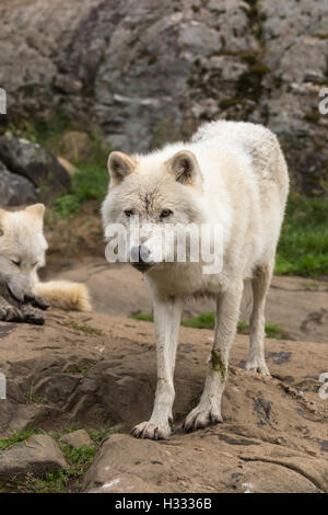 Arctic wolf in the fall forest Stock Photo - Alamy