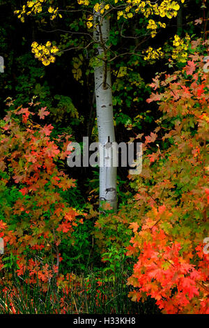 Birch tree trunks and maple in autumn, Greater Sudbury, Ontario, Canada ...