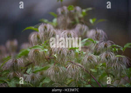 Fluffy clematis seed heads Stock Photo - Alamy