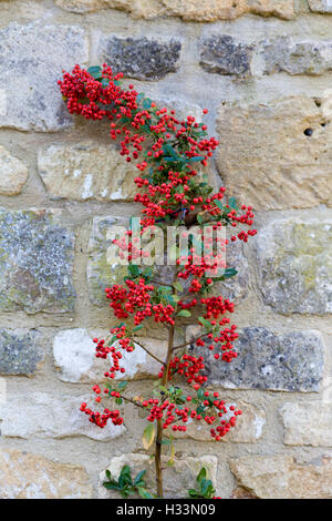 Cotoneaster atropurpureus climbing stone wall Stock Photo - Alamy
