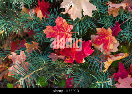 Red and colorful leaves branch close up. Autumn leaf color phenomenon ...