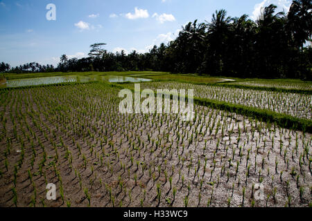 The rice fields are flooded with water. Flooded rice paddies. Agronomic ...