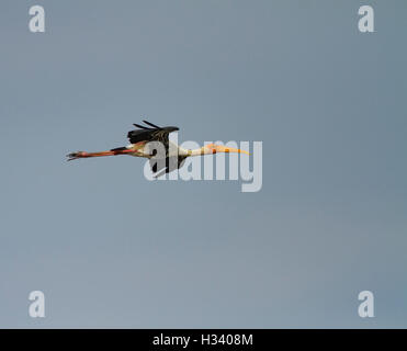 The majestic Painted Stork flying / in flight at Bhandup Pumping ...