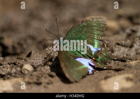 Common Peacock, wing detail (Papilio polyctor) (Papilio bianor ...