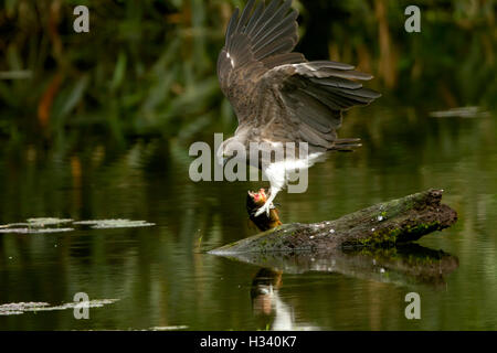 The lesser fish eagle (Ichthyophaga humilis) with fish in a green lake ...