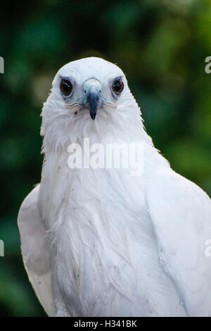 White Hawk, Pseudastur albicollis), is a bird of prey here seen perched ...