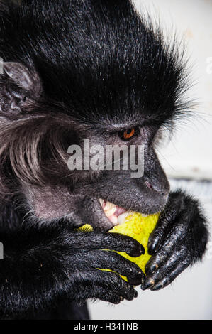Monkey for breakfast eats ripe and juicy fruits Stock Photo - Alamy