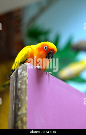 cute colorful Sun Conure parrot birds on the branch Stock Photo - Alamy