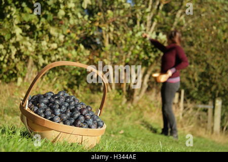 Foraging for wild edible fruits in a mature hedgerow in the English ...