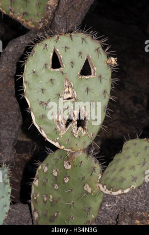 Prickly Pear Face Stock Photo - Alamy