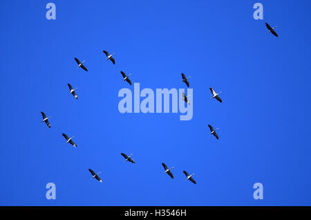 A flock of birds soaring across a sky above the sea in grayscale Stock ...