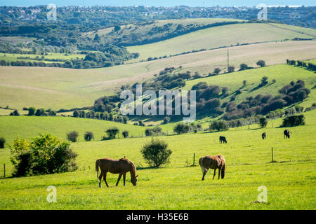 Horses enjoy the clement weather on the South Downs in Sussex Stock ...