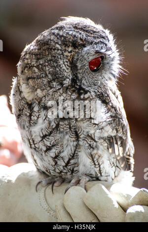 Baby Western screech owl sitting on a handler Stock Photo - Alamy
