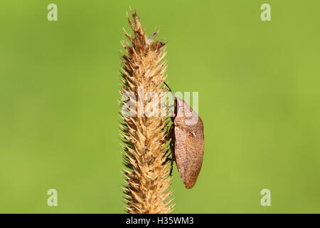 Adult Tortoise Shieldbug Stock Photo - Alamy