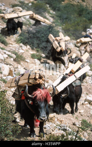 Yaks and and zo's (cross between a cow and a yak) resting at the border ...