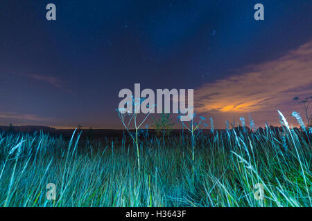 Night landscape with field herbs, stars and clouds Stock Photo - Alamy