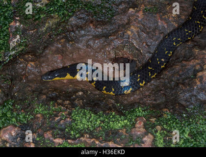 The image of Bombay Shieldtail Snake (Uropeltis macrolepis) in matheran ...