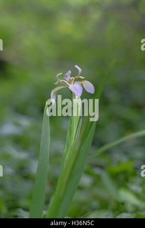 Stinking iris (Iris foetidissima) in flower. A plant in the family ...
