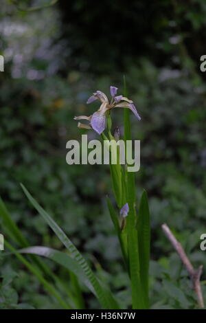 Stinking iris (Iris foetidissima) growing in the woods Stock Photo - Alamy