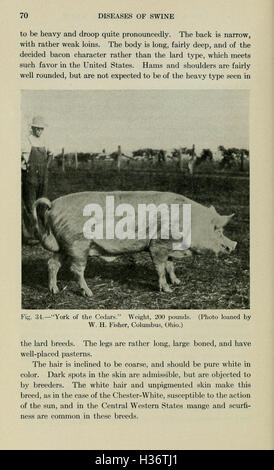 This work examines common diseases affecting swine, including symptoms ...