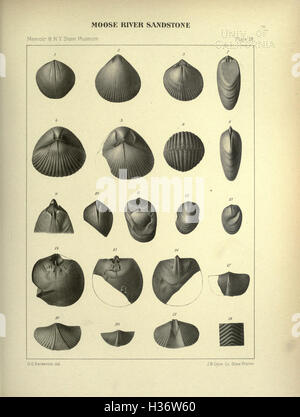 This work explores the early Devonian period in New York and eastern ...