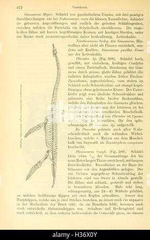 This work presents foundational elements of paleontology, featuring ...