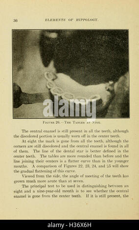 A comprehensive study of hippology, focusing on the elements of equine ...