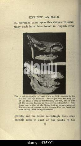 A detailed overview of extinct animals, their historical significance ...