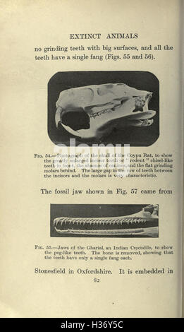 This work provides an overview of extinct animal species, exploring ...