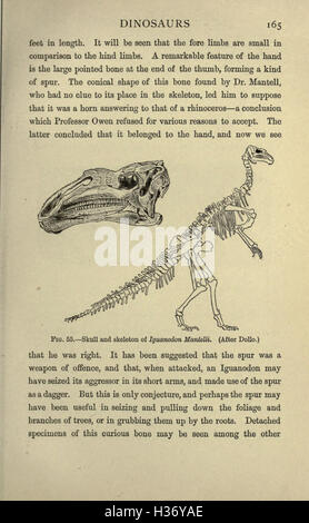 This work examines amphibians and reptiles, including their ...