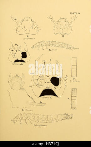 An illustrated guide to the various larval forms of beetles, focusing ...