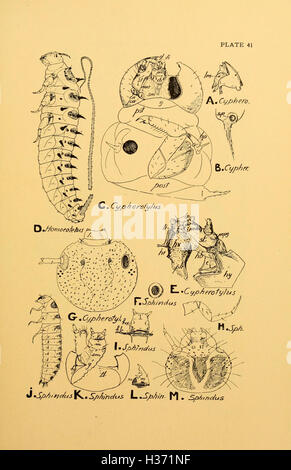 This page presents an illustrated guide to the larval forms of ...