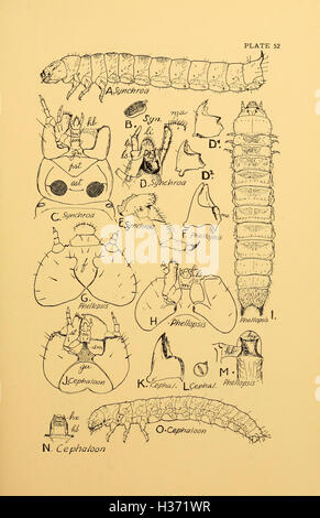 An illustrated overview of the larval stages of Coleoptera insects ...