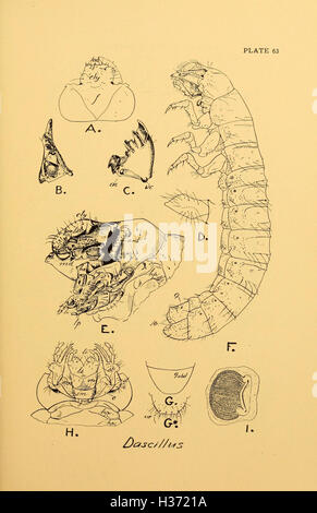 An illustrated overview of the larval stages of Coleoptera insects ...