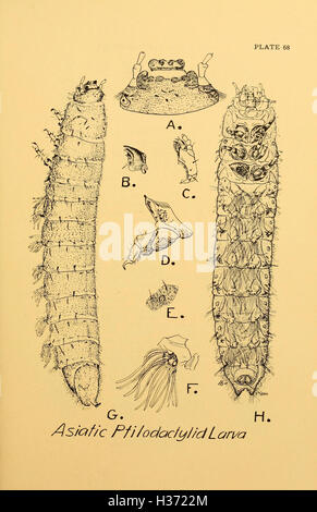 This illustrated guide describes the larval stages of beetles ...