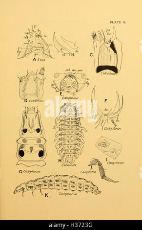 An illustrated overview of the larval stages of Coleoptera insects ...