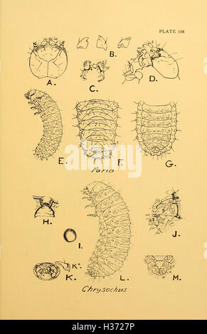 This illustrated work provides an overview of the larval stages of ...