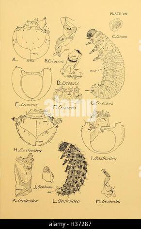 This work provides an illustrated guide to the larval stages of various ...