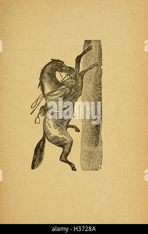 Gleason’s manual simplifies horse training with clear instructions and ...