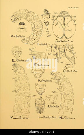 An illustrated guide to the various larval forms of beetles, focusing ...