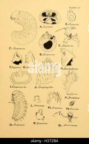This work provides a detailed overview of the Coleoptera, the largest ...