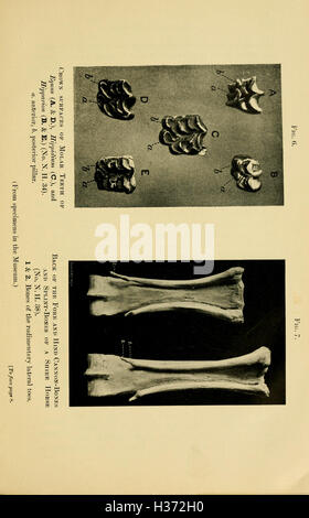 This guide provides an overview of the equid specimens in the British ...